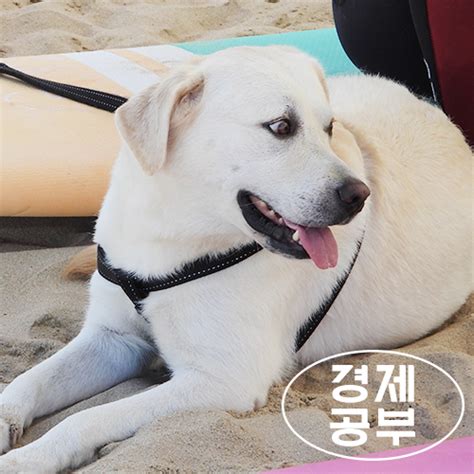 경제용어 디플레이션 뜻 알아보기 네이버 블로그