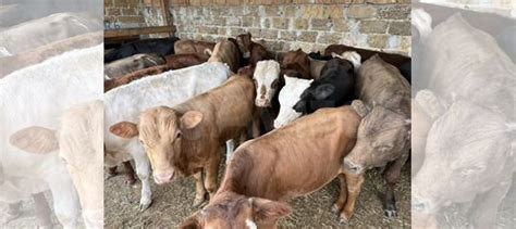 Быки купить в Симферополе Животные и зоотовары Авито