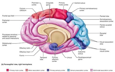 Visual Cortex Flashcards Quizlet