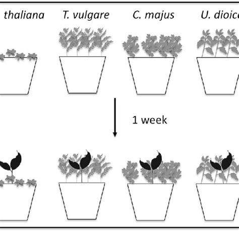 Schematic Representation Of The Experimental Design Experiment 1