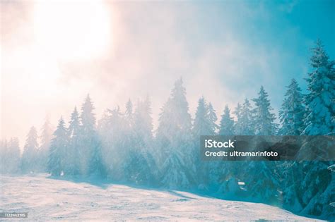 신선한 눈 겨울 침 엽 수림 숲 눈 소나무 상단에 높은 산 풍경입니다 알프스 스키장 스키 리조트 유럽 0명에 대한 스톡 사진 및 기타 이미지 Istock