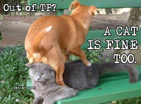 [image 27153] A Cat Is Fine Too Know Your Meme