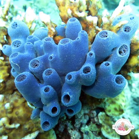 Sea Sponges And Tunicates Mosaicmacros