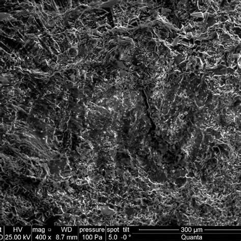 Microstructure Of The Sample Download Scientific Diagram
