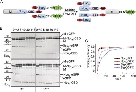Comparison Of The Splicing Efficiency In Free Solution Between The Full Download Scientific