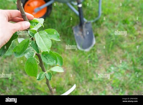 An Apple Tree Seedling In The Garden Is Prepared For Planting In The Open Ground Fruit Tree