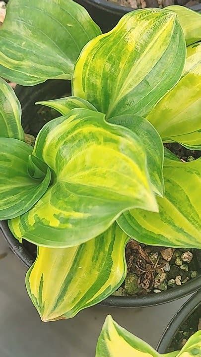 흑산비비추 Youtube