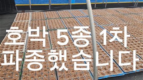 호박종자5종1차파종했습니다 240326화손범규농합육묘장 밤호박 풋호박 애호박 맷돌호박 주키니호박 호박종자파종 모종만들기 호박농사 문의