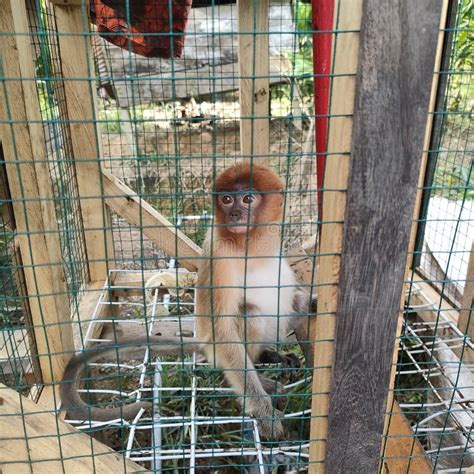 An Endemic Species Of Kalimantan A Red Faced Long Tailed Monkey Stock