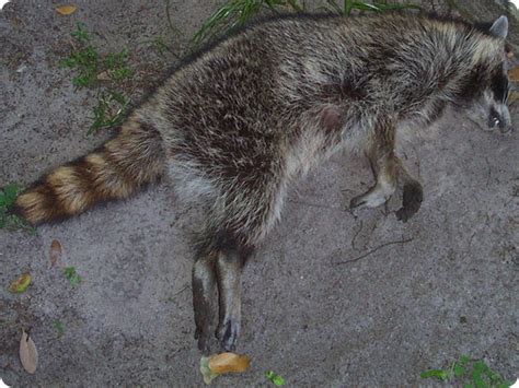 Dead Raccoon Carcass Removal