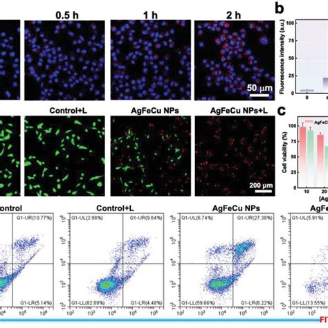 A Fluorescence Images And B The Corresponding Quantification Of The