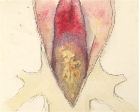 Frederick Smith Papers Archives Rcvs Vet History