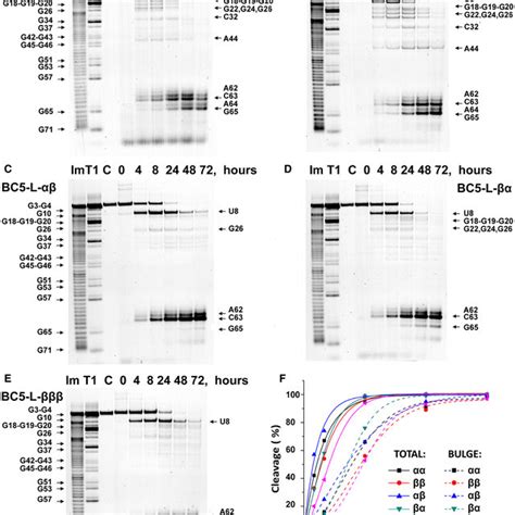 Fluorescent Assay Of Rna Bulge Loop Cleavage And Dissociation A Download Scientific Diagram