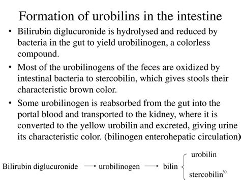 Heme Degradation And Bilirubin Metabolism Ppt Download