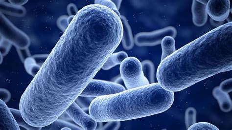 Shigella Disease In Kerala Faqs What Is Shigella Explaining The