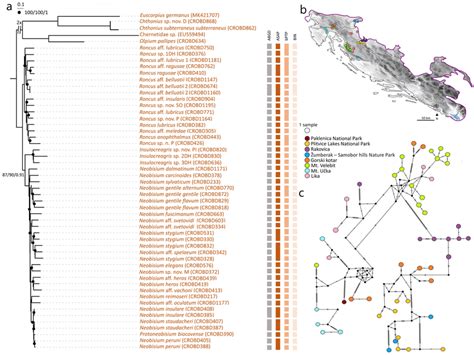 ml phylogram of the concatenated coi 28s neobisiidae subset with