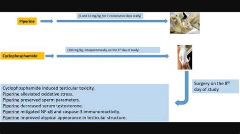 胡椒碱减轻环磷酰胺引起的小鼠睾丸损伤中的氧化应激、炎症和细胞凋亡 Journal Of Biochemical And Molecular Toxicology X Mol