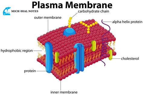 Plasma Membrane Its Structure And Function Microbial Notes