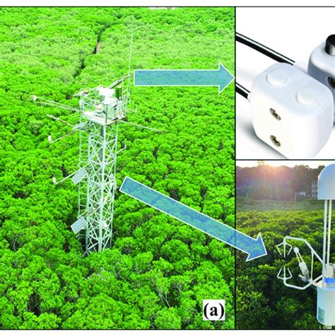 The Landscape Around The Mangrove Flux Tower A With Spectral B And Download Scientific
