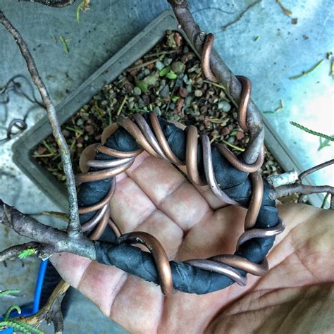 A Juniper And Some Severe Bending Adams Art And Bonsai Blog