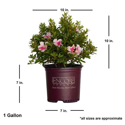 Encore Azalea Autumn Chiffon Azalea Flowering Shrub In 1 Gallon Pot 1