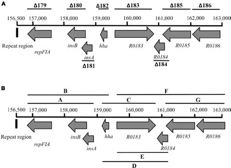 Physical Map Of The 6 5 Kb Dna Fragment Replaced In Deletion 16 A Download Scientific