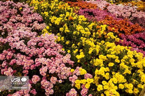 آخرین خبر عکس استقبال رییس جمهور اوکراین از سربازان ارتش