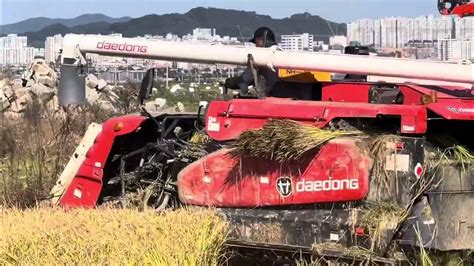 벼 수확하는날 첫 농사 대박 기원 Youtube