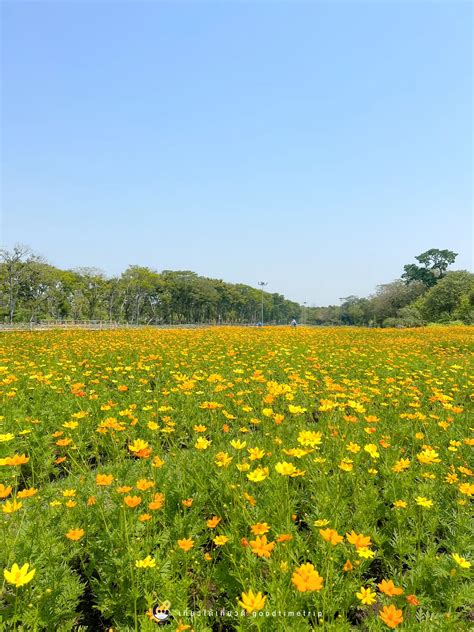เทศกาลดอกดาวกระจายมาแล้ว 🌼 ไปถ่ายรูปกัน แกลเลอรีที่โพสต์โดย Goodtimetrip Lemon8