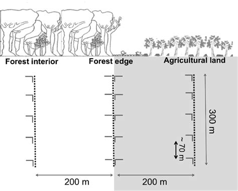 Sampling Design Dotted Lines Represent Transects In Each Vegetation Download Scientific
