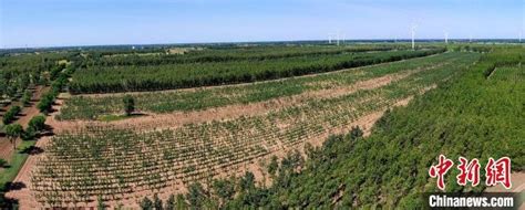 吉林省沙化土地治理显成效 向绿进沙退转变凤凰网吉林 凤凰网