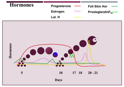 Repro Ruminant And Porcine Reproductive Cycles Flashcards Quizlet
