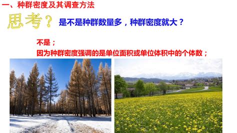高中生物人教版2019选择性必修2 1 1 种群的数量特征共32张ppt 21世纪教育网 二一教育
