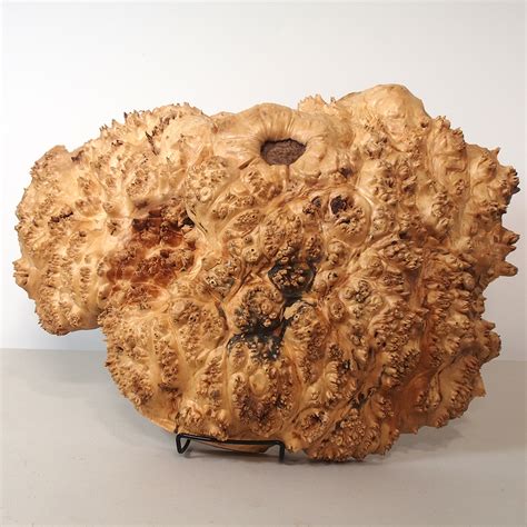 Maple Burl Cap 14x18x5 Myrtlewood Gallery