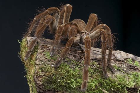 Goliath Bird Eating Spider Eyes Goliath Bird Eating Spider Eyes