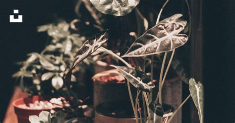 화분에 심은 식물의 그룹 사진 Unsplash의 무료 식물 이미지