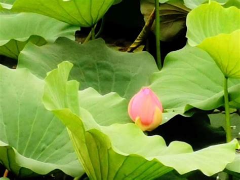 Js 数组用法（二） 知乎