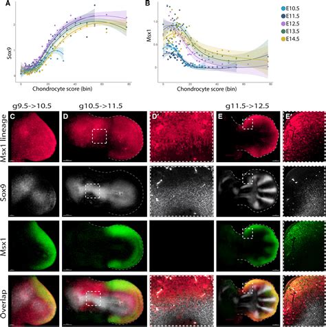 A Single Cell Census Of Mouse Limb Development Identifies Complex Spatiotemporal Dynamics Of