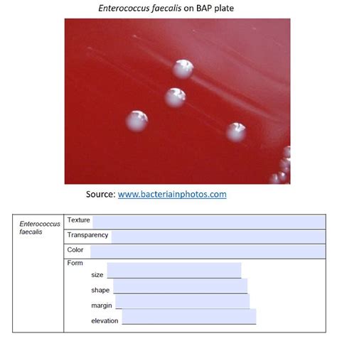 [solved] Staphylococcus Saprophyticus On Bap Plate Source Course Hero