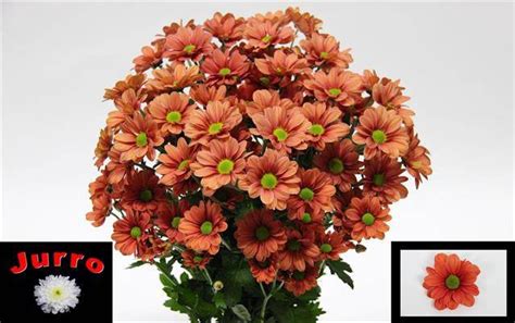 Chr T Varese Cm Online Serac L K