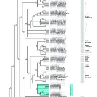 Consensus Phylogenetic Tree Was Obtained From ML And BI Analyses Based Download Scientific