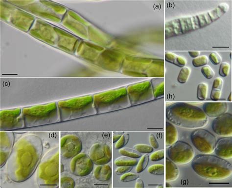 Algae Examples