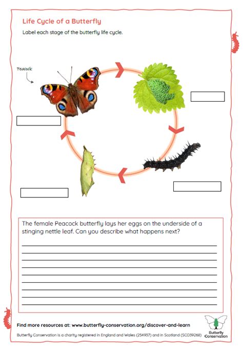 Butterfly Life Cycle