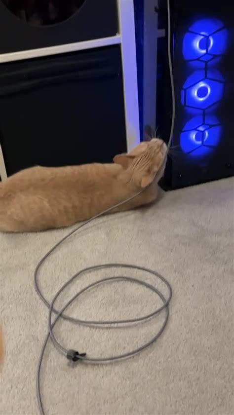 Naughty Cat Bites And Chews Cable