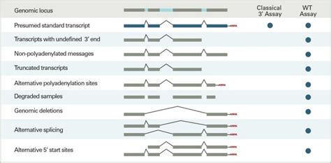 Transkriptom Profiling Mit Microarrays Thermo Fisher Scientific DE