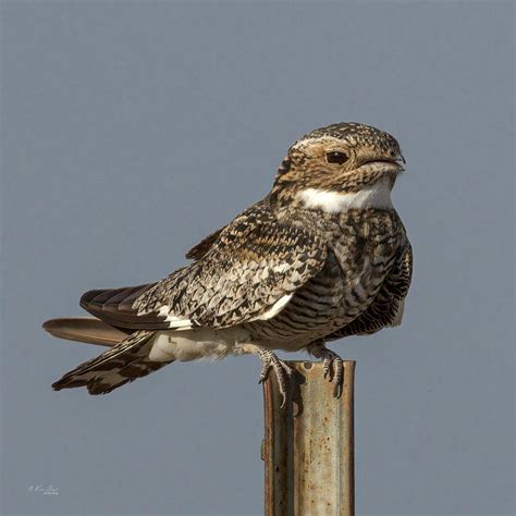 Common Nighthawk Mouth