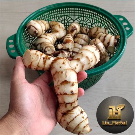 Baru Umbi Ganyong Merah Segar 1 Kg Lazada Indonesia