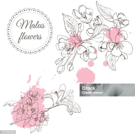 사과 나무와 추상 분홍색 반점의 꽃이 만발한 분기의 복고풍 구성 손 흰색 바탕에 진전이 꽃의 그려진 된 스케치 사과 꽃에 대한 스톡 벡터 아트 및 기타 이미지 Istock