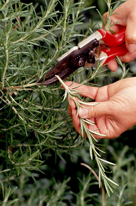 Young Rosemary Plant