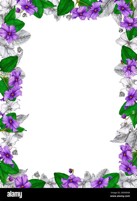 Purple Flower Page Borders